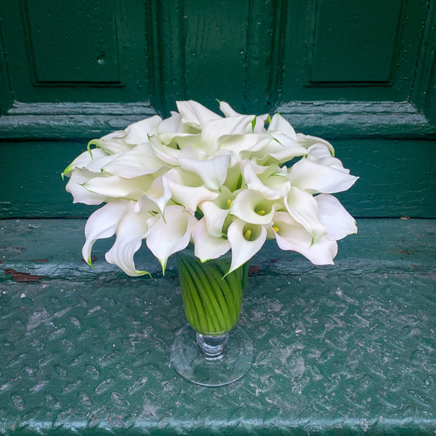 Oh Lily! – Julia Testa